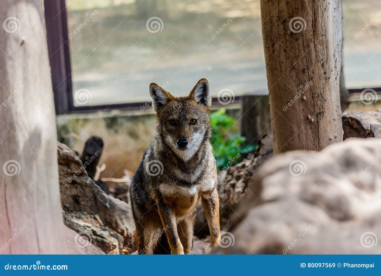 Golden Jackal in wildlife. stock image. Image of safari - 80097569