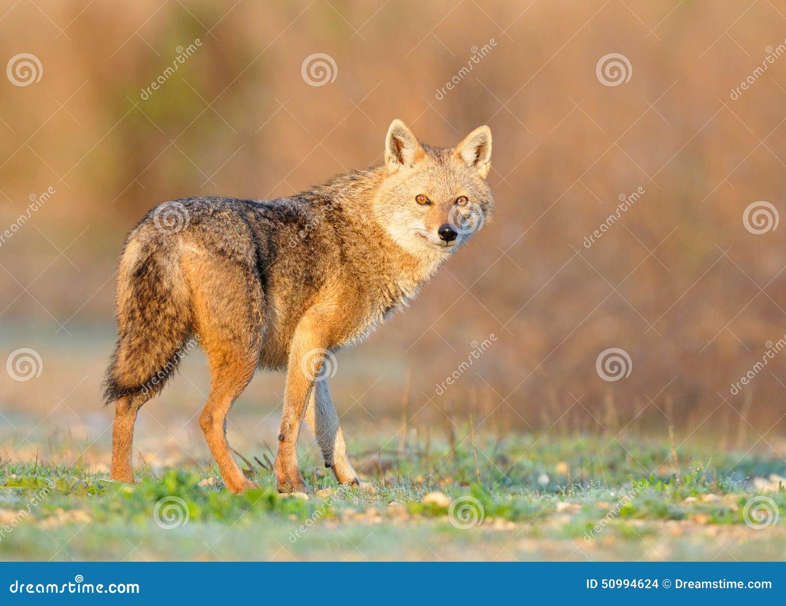 Golden Jackel stock photo. Image of golden, syriacus - 50994624