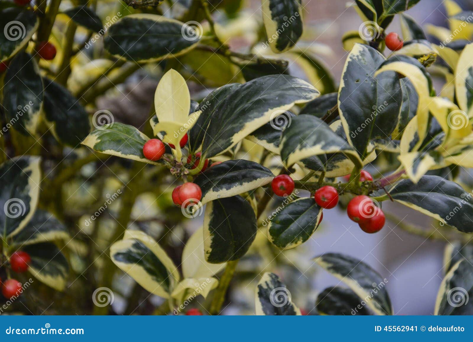 Golden king stock image. Image of llex, berries, yellow - 45562941