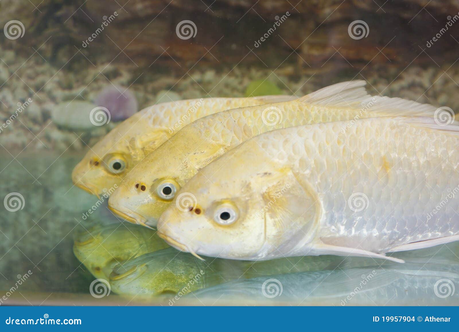 Golden koi stock photo. Image of color, orange, golden - 19957904