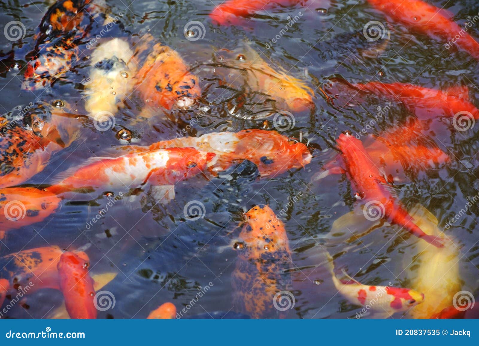 Golden koi fish stock image. Image of surface, fancy - 20837535