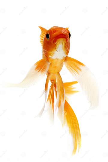 Golden Koi Fish stock image. Image of isolated, animal - 29087957