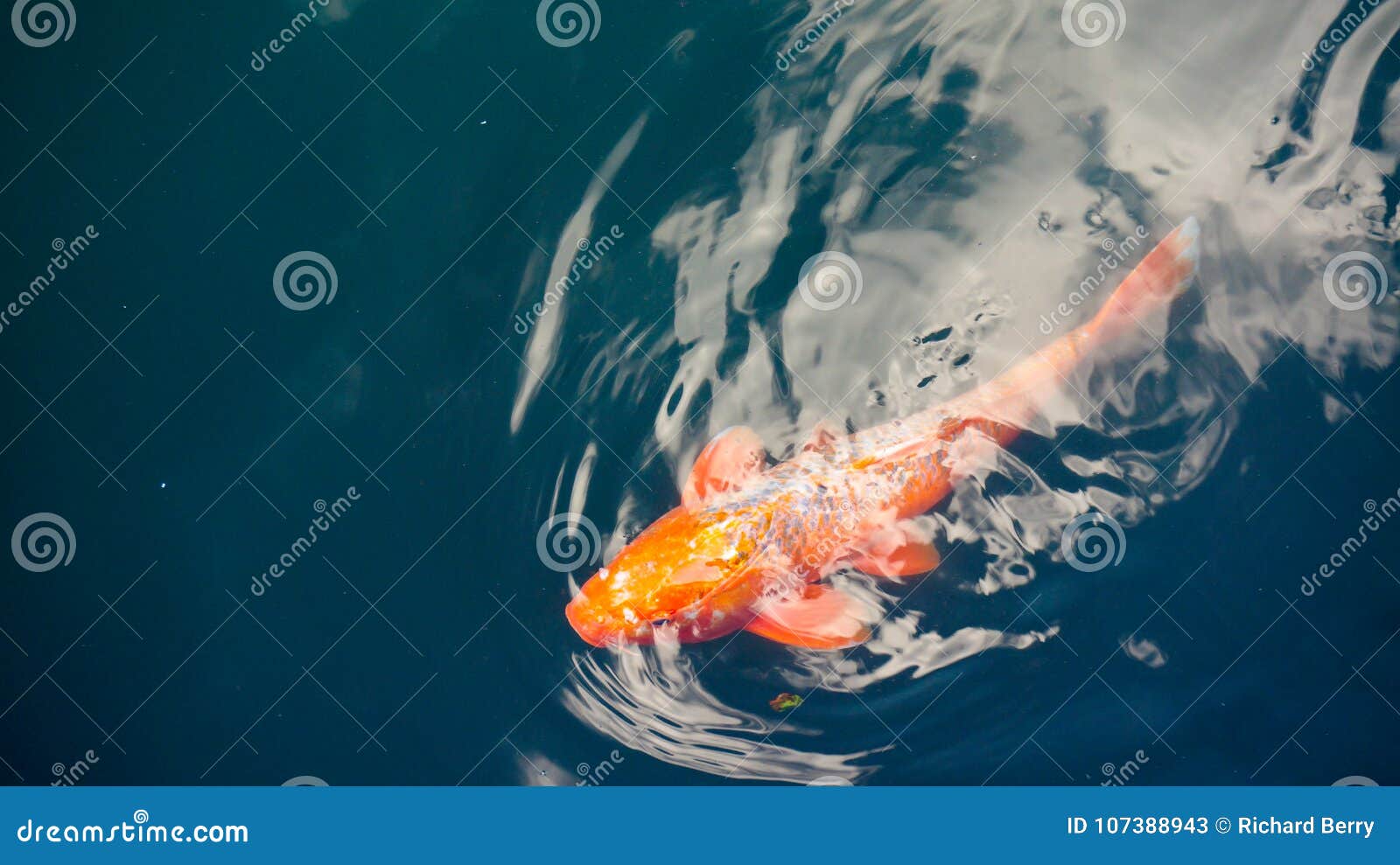 Golden koi fish in pond stock image. Image of natural - 107388943