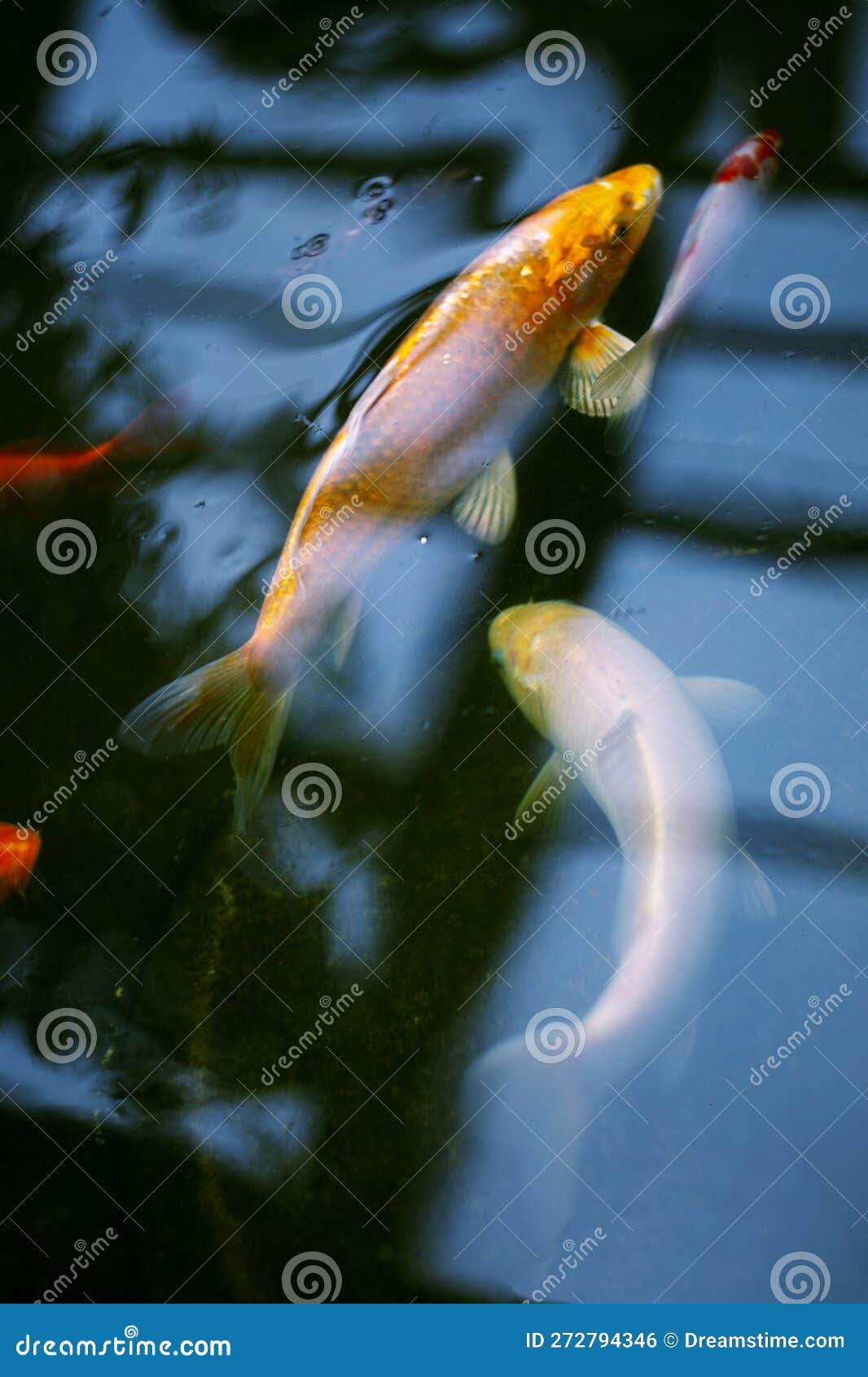 The world of koi stock photo. Image of helios, pond - 272794346