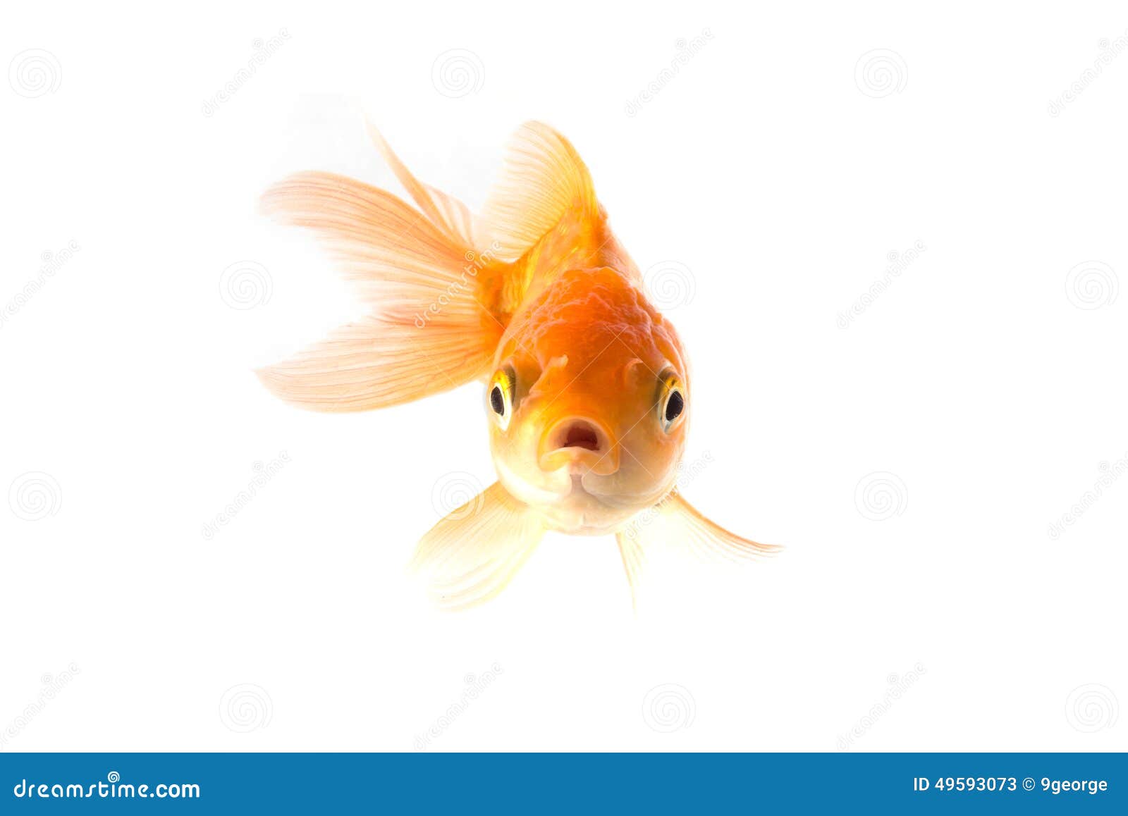 Scared Fish In Finding Nemo