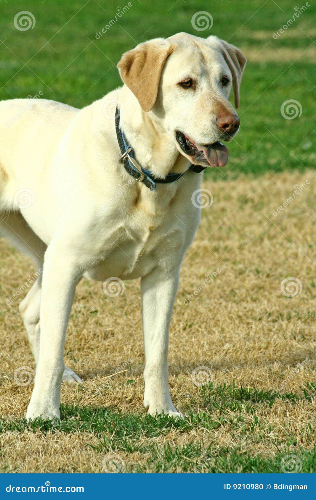 Golden Lab stock photo. Image of facial, doggie, friend - 9210980