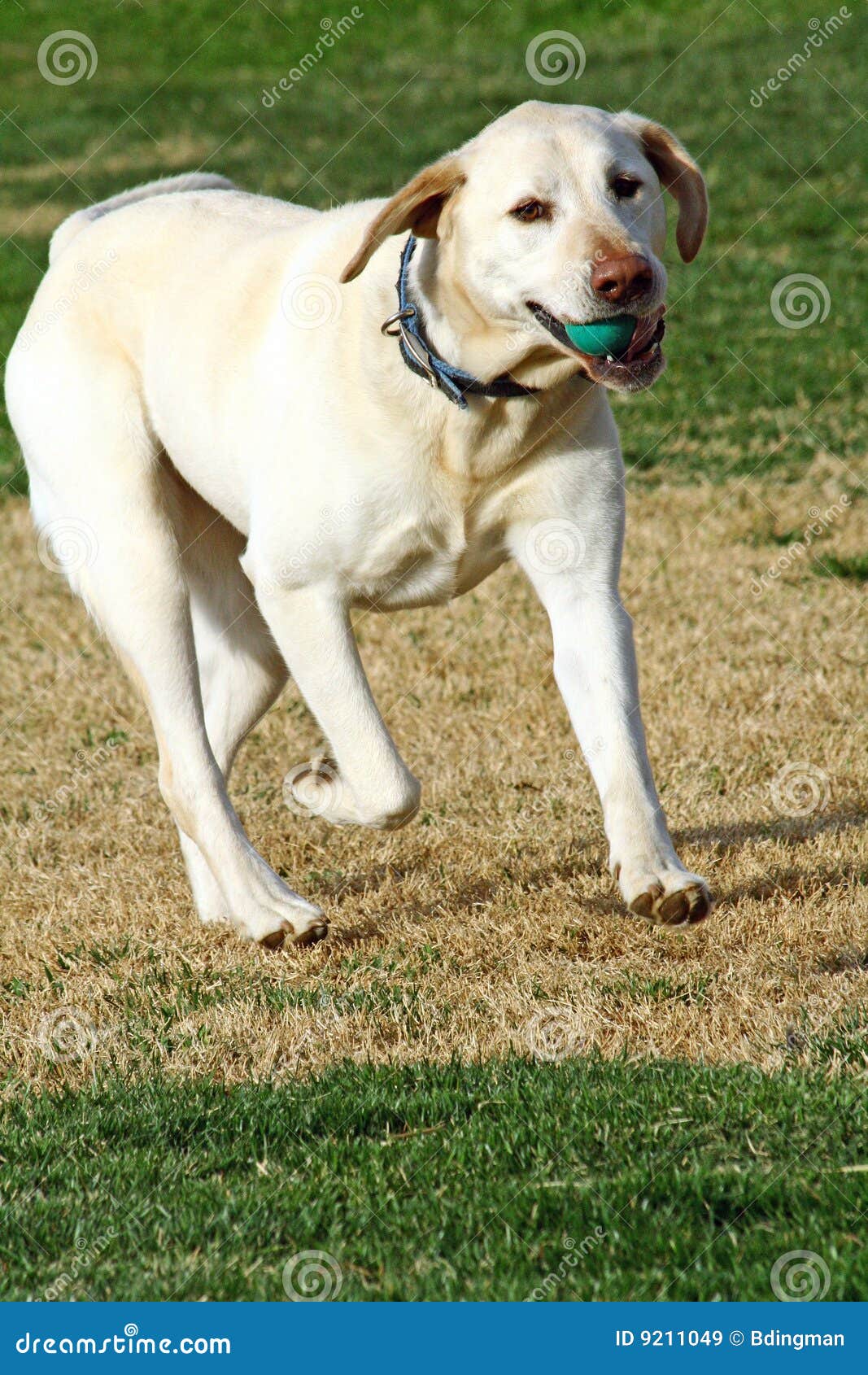 Golden Lab stock image. Image of lifestyle, facial, happy - 9211049