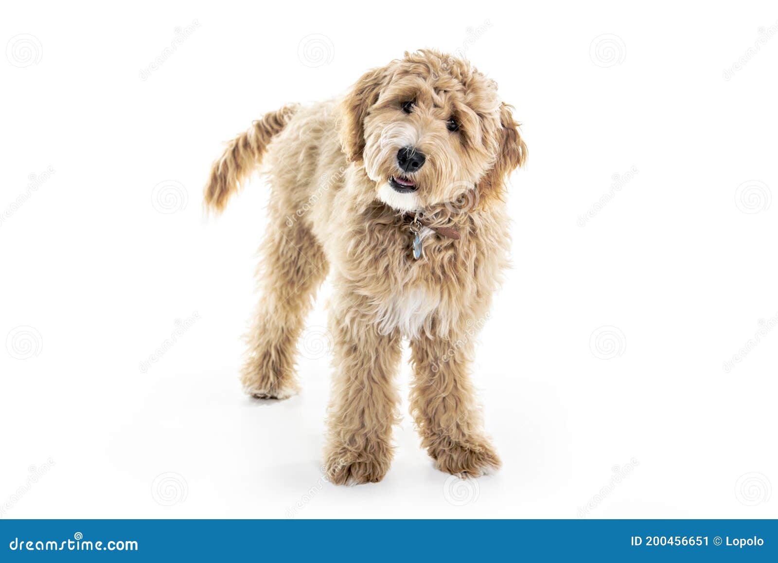 Golden Labradoodle Dog Isolated on White Background Stock Image - Image ...
