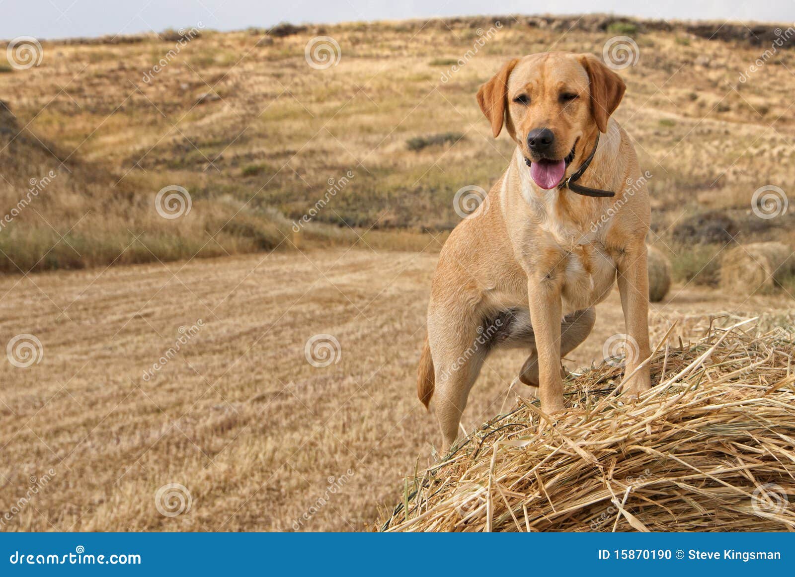 Golden Labrador stock photo. Image of golden, beautiful - 15870190