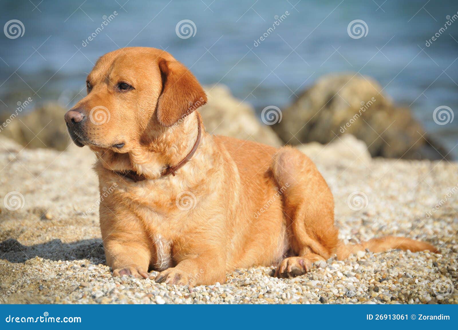 Golden Labrador Stock Image - Image: 26913061