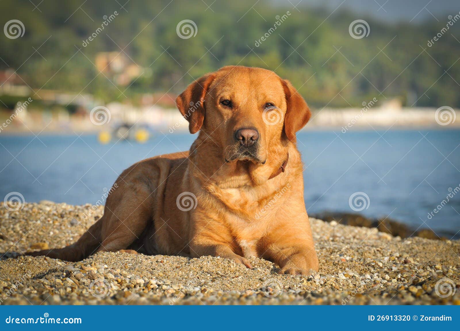 Golden labrador stock photo. Image of puppy, looking - 26913320