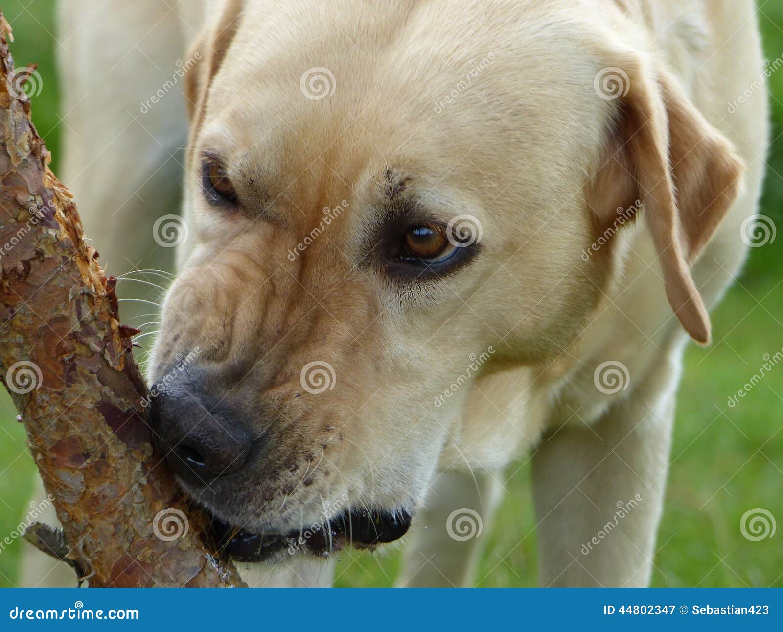 Golden Labrador Biting the Stick Stock Image - Image of labrador, eyes ...