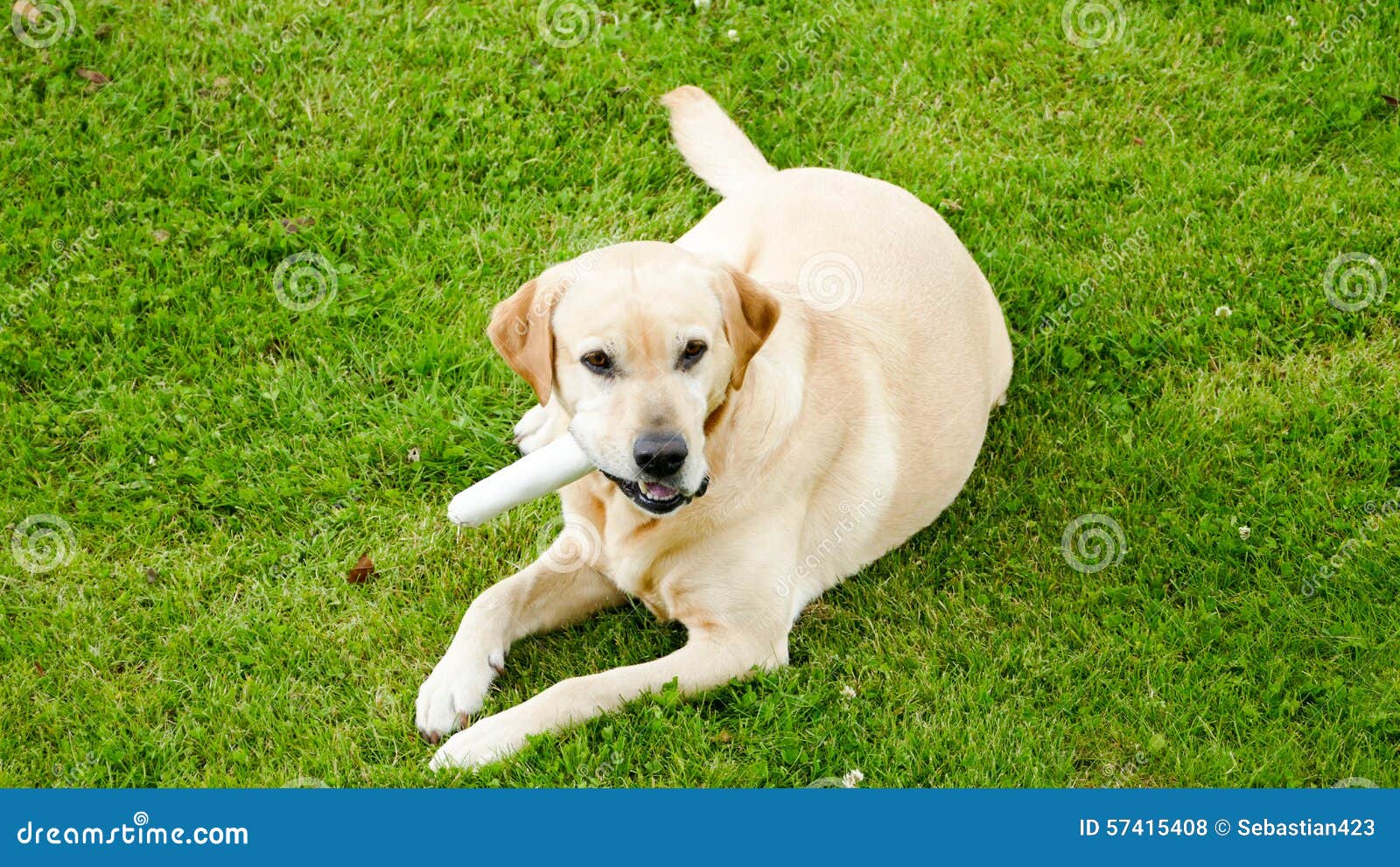 Golden Labrador Chewing Bone Stock Photo - Image of young, happy: 57415408