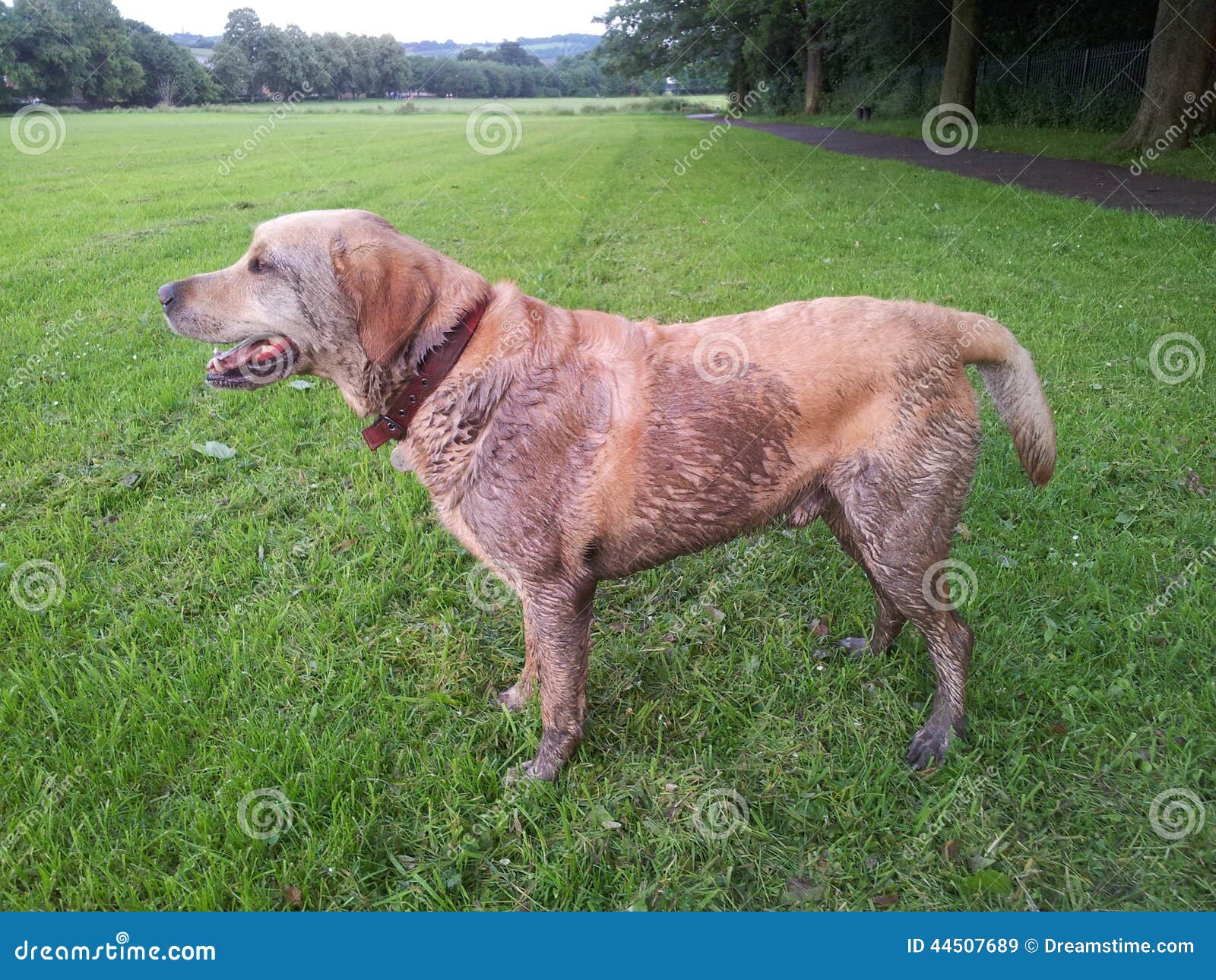 Golden Labrador Dirty stock image. Image of park, filth - 44507689