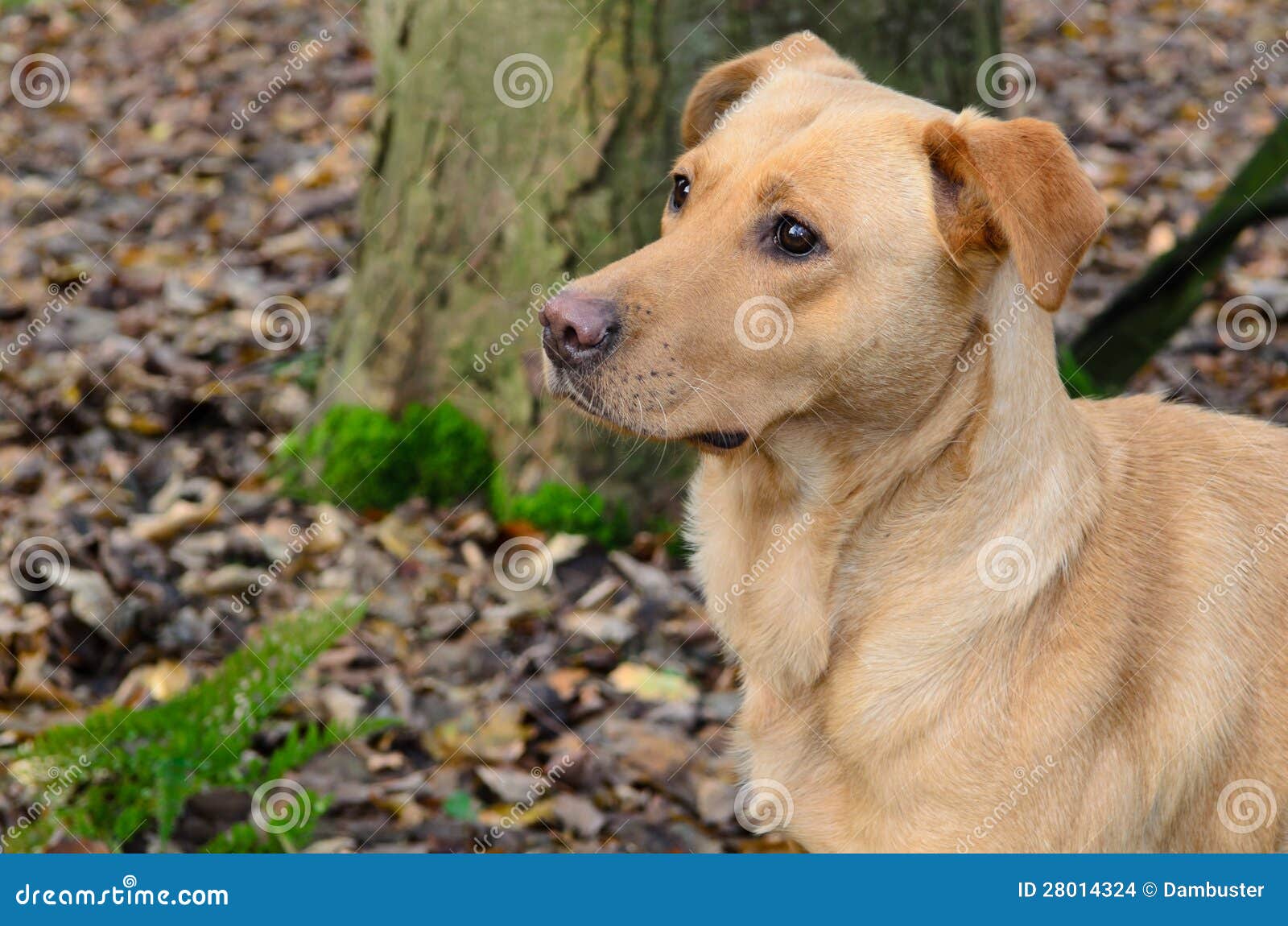 Golden Labrador dog stock photo. Image of labrador, outside - 28014324