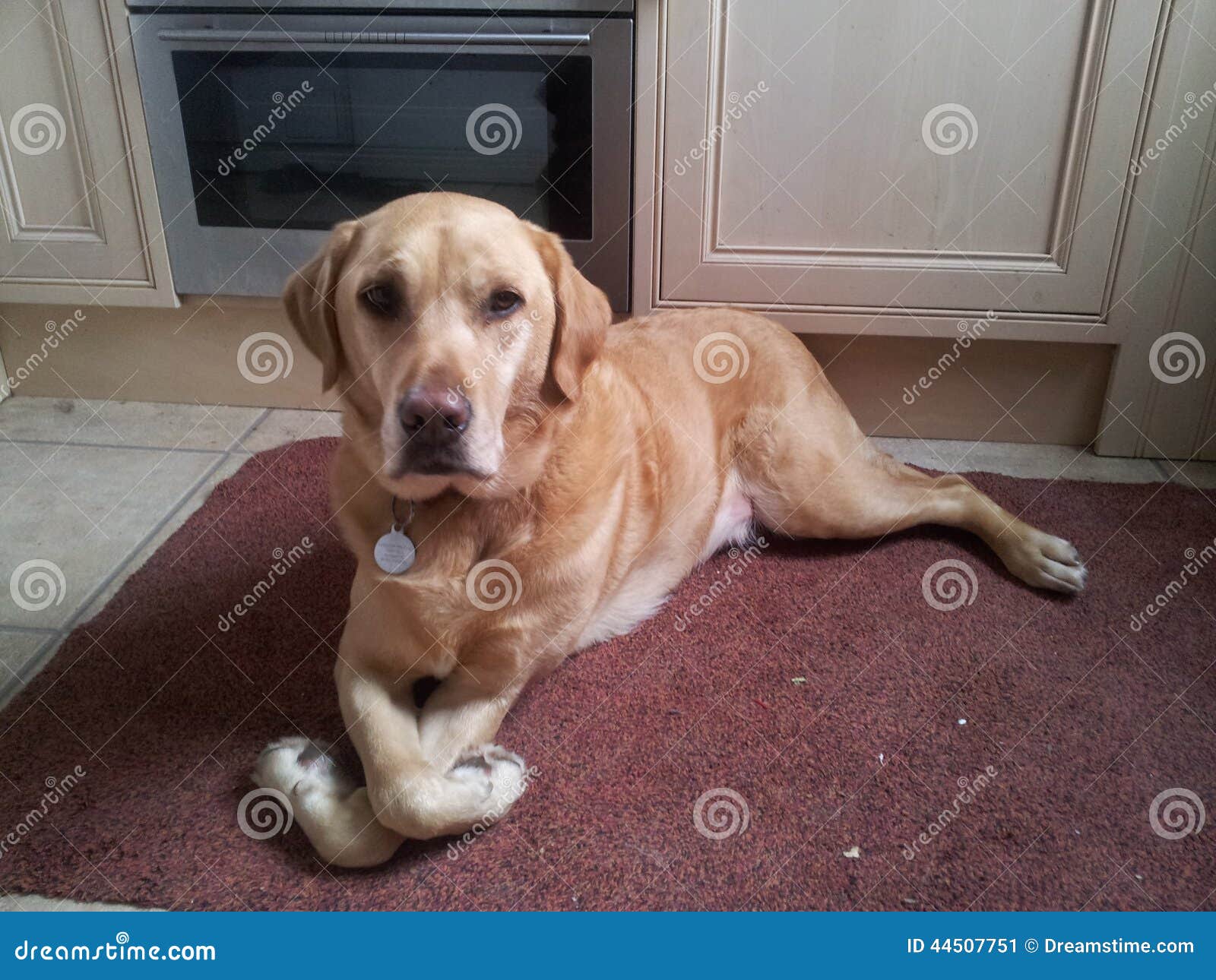 Golden Labrador with Folded Paws Stock Image - Image of strange, golden ...