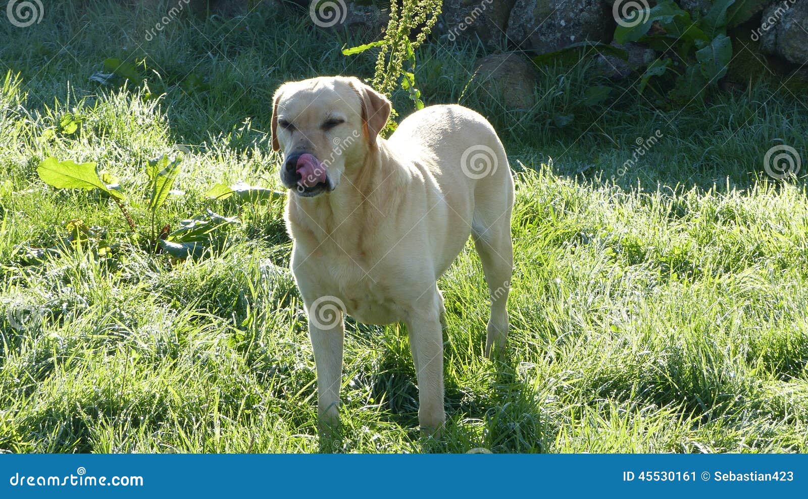 Golden Labrador stock image. Image of doggy, tongue, breed - 45530161