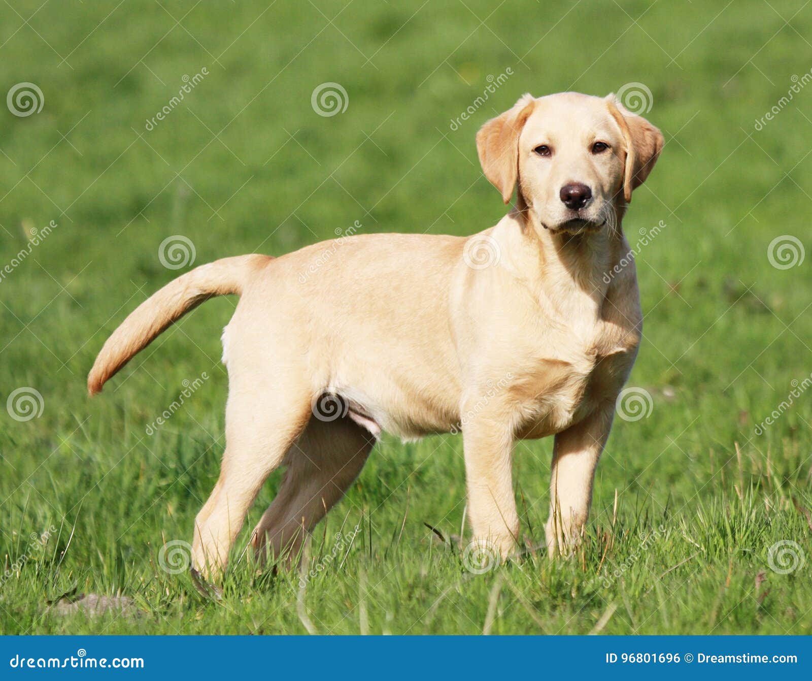 Golden Labrador puppy stock photo. Image of eyes, brown - 96801696