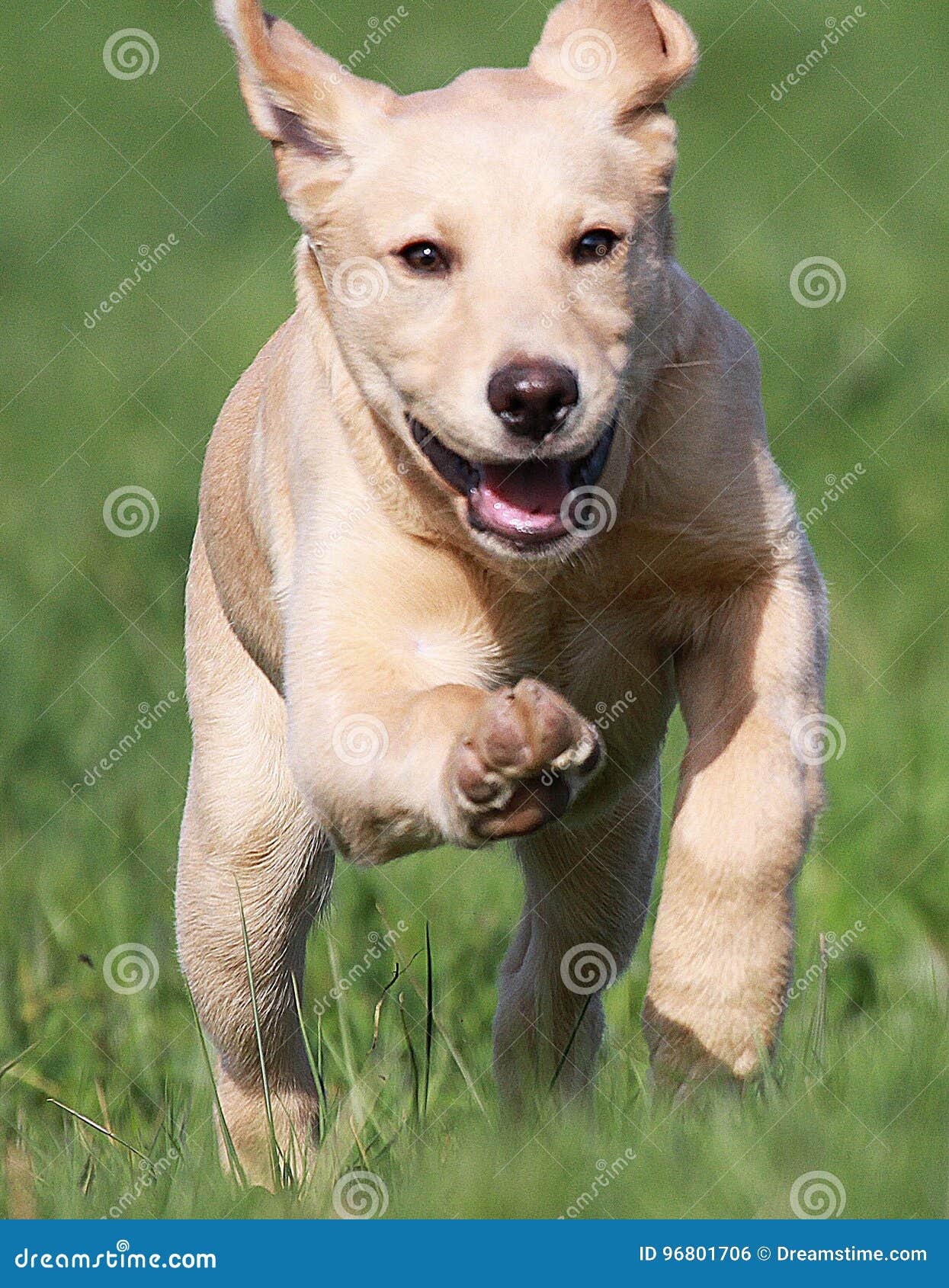 Golden Labrador Puppy Running through Field Stock Photo - Image of ...