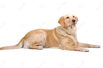 Golden Labrador Retriever stock image. Image of mammal - 12110603