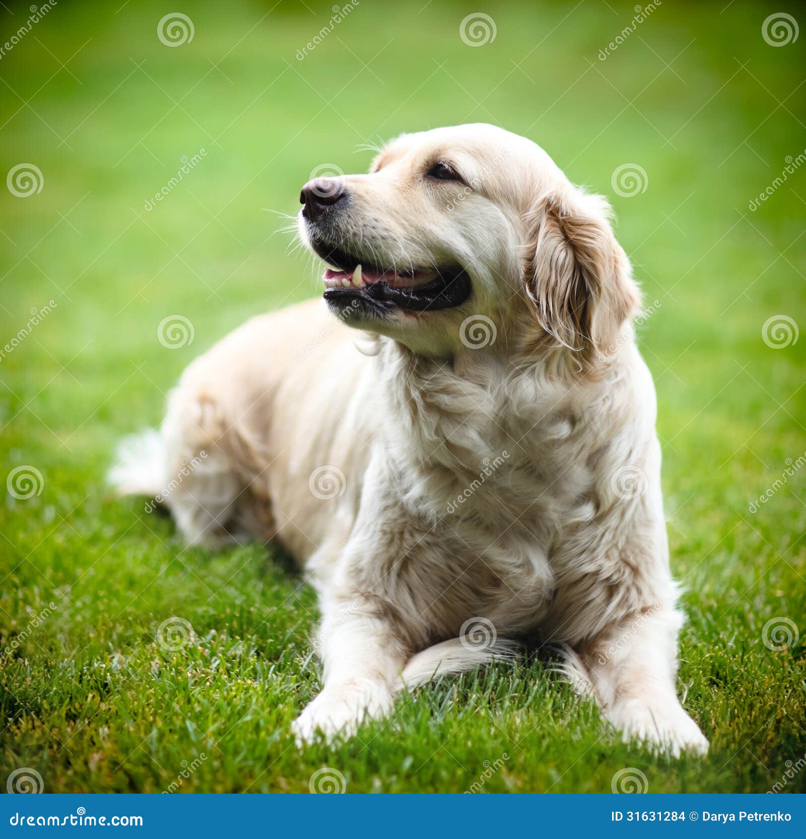 Golden Labrador retriever stock photo. Image of exhibition - 31631284