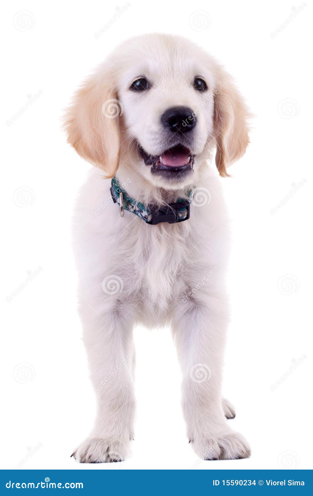 Golden Labrador Retriever Puppy Stock Photo - Image of canine, sweet ...