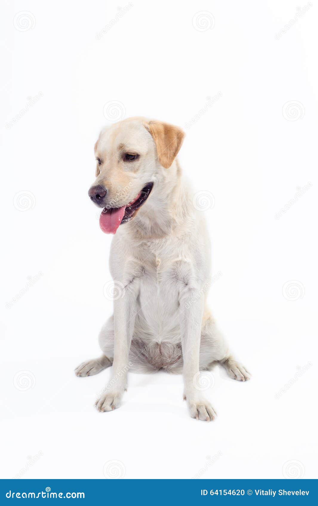 Golden Labrador - Retriever Stock Photo - Image of purebred, indoors ...