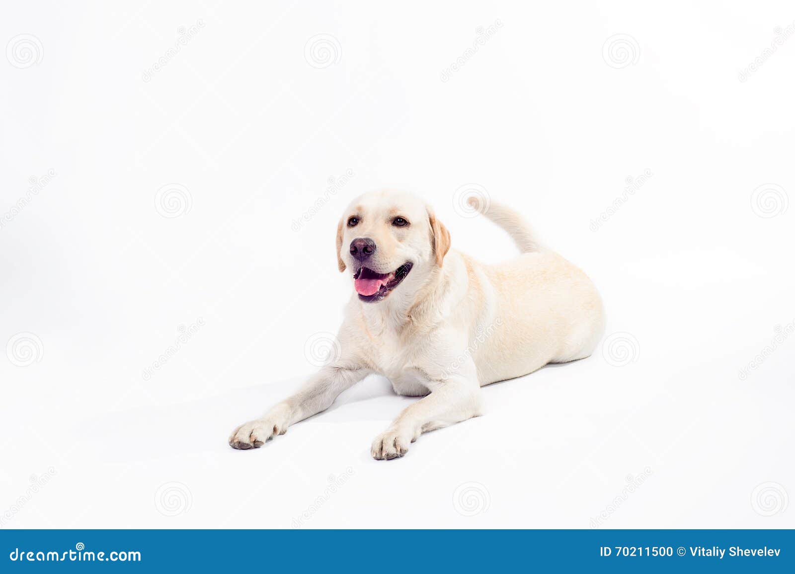 Golden Labrador - Retriever on a White Background Stock Photo - Image ...