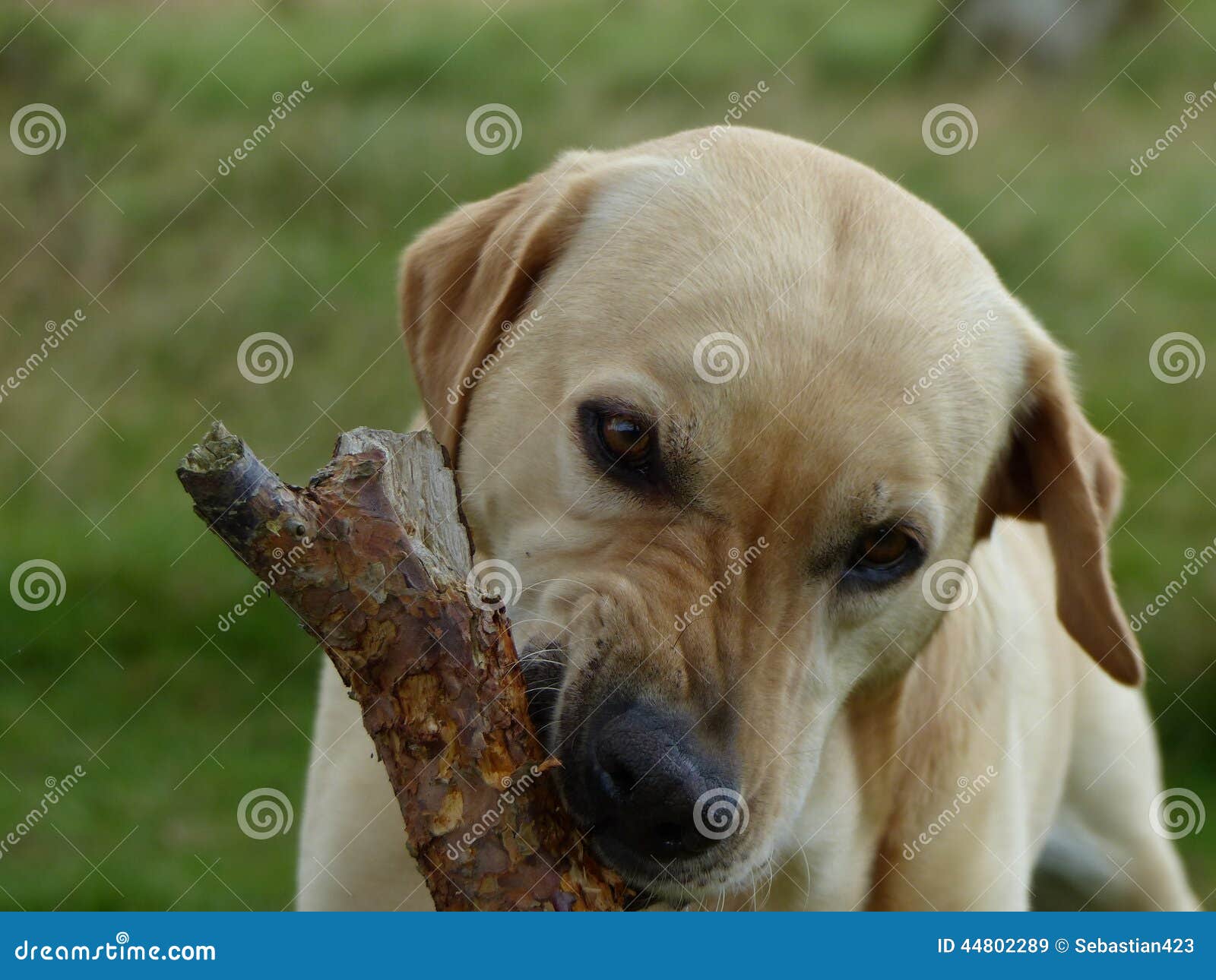 Golden Labrador Sniffing the Stick Stock Image - Image of mammal ...
