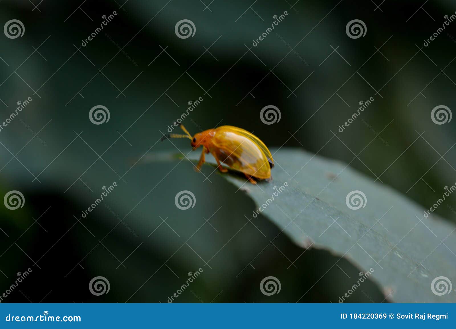 A golden Ladybug on a leaf stock image. Image of animal - 184220369