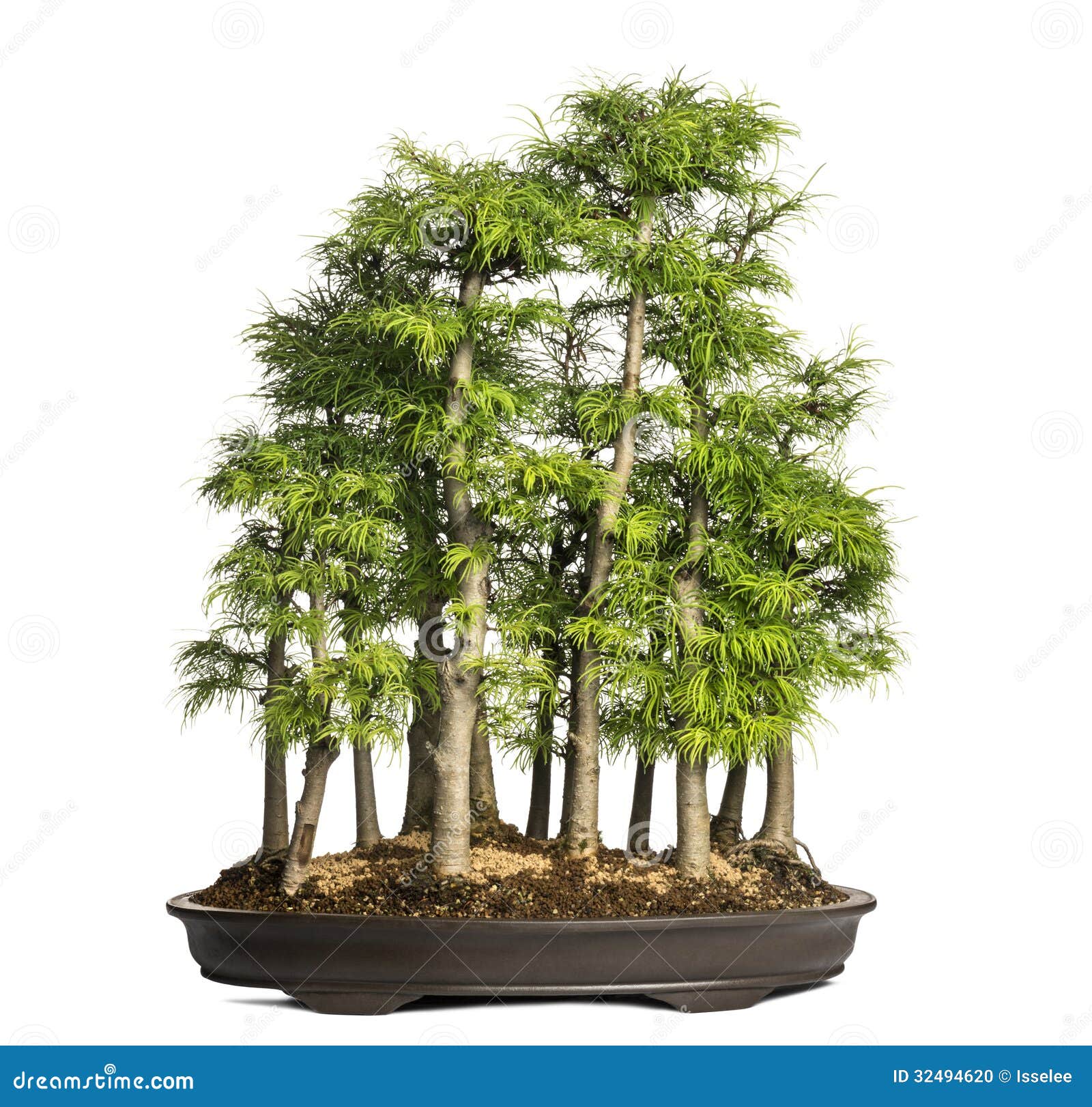 Golden Larch, Bonsai Tree, Pseudolarix Amabilis, Isolated Stock Photo ...