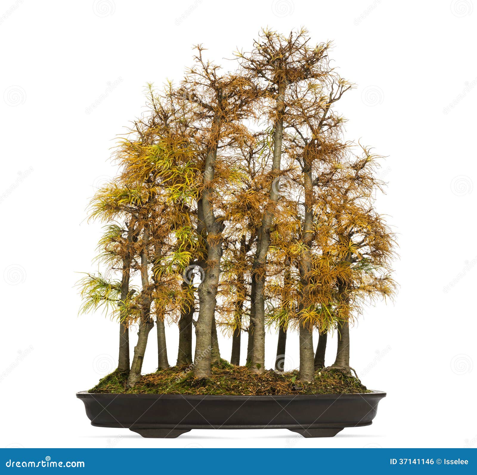 Golden Larch Bonsai Tree, Pseudolarix Amabilis, Isolated Stock Photo ...