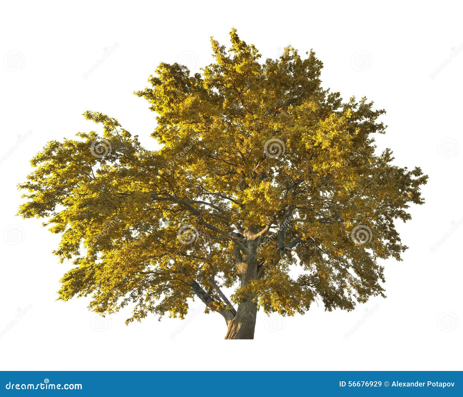 Golden Large Oak Tree Isolated on White Stock Image - Image of tree ...