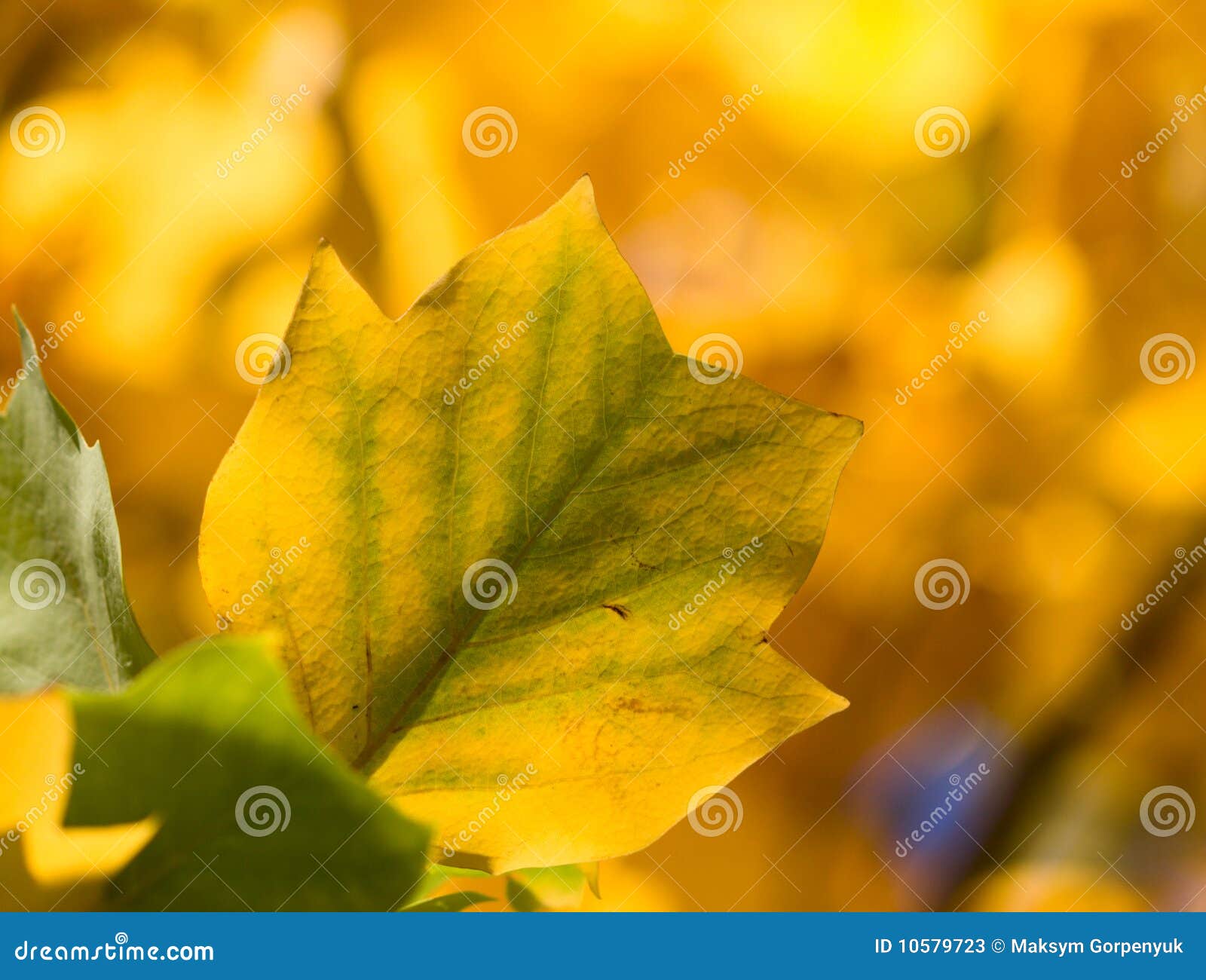 Golden leaf stock image. Image of tree, vibrant, fall - 10579723