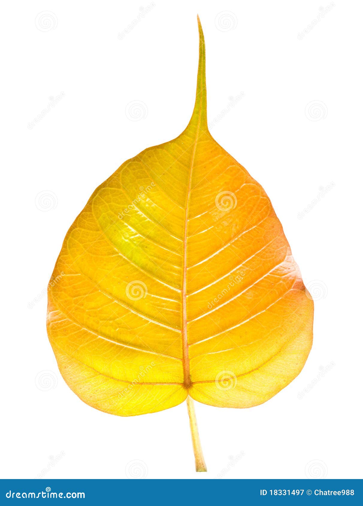 Golden leaf stock image. Image of background, plant, fresh - 18331497
