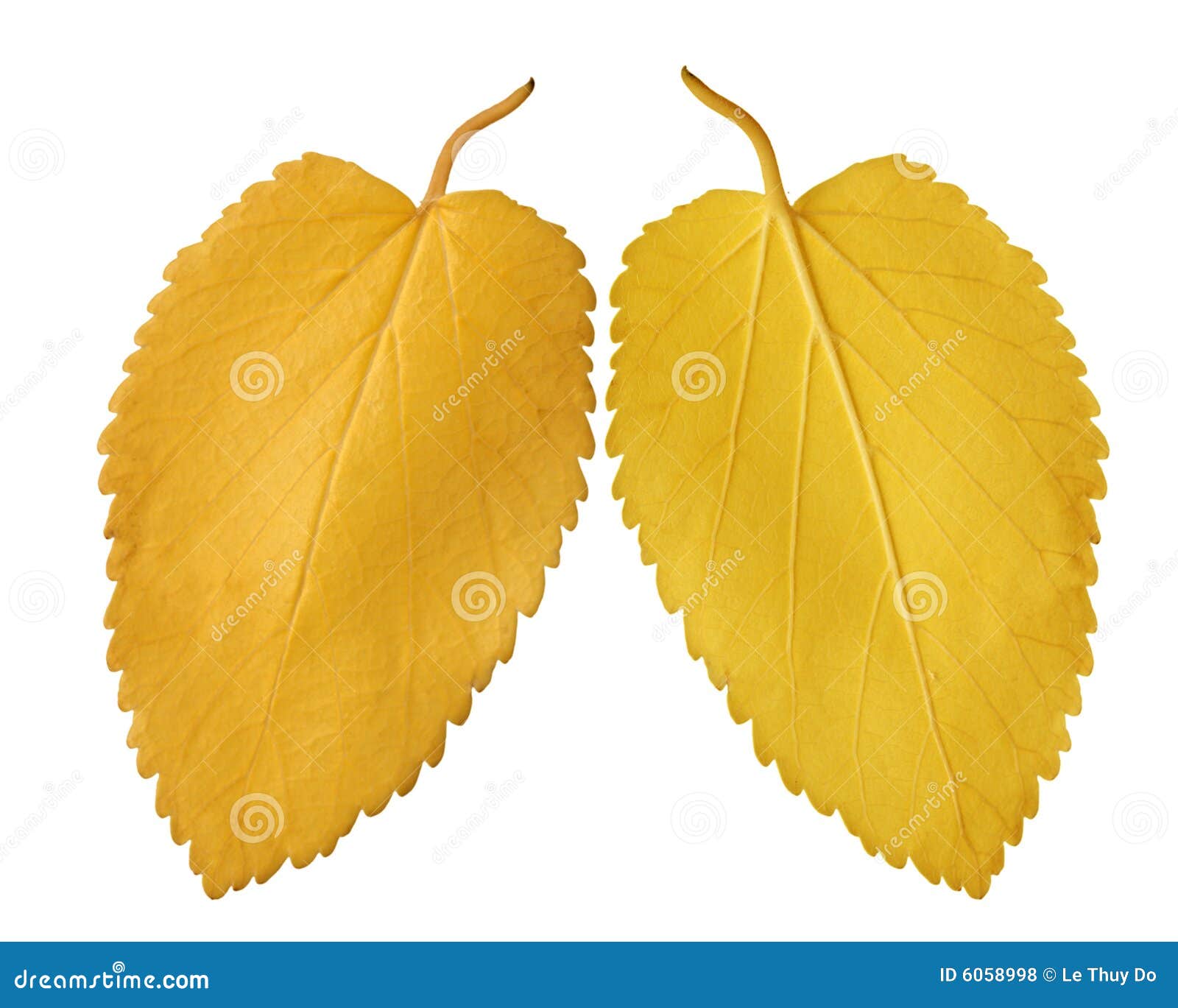 Golden Leaf stock photo. Image of botany, sides, background - 6058998
