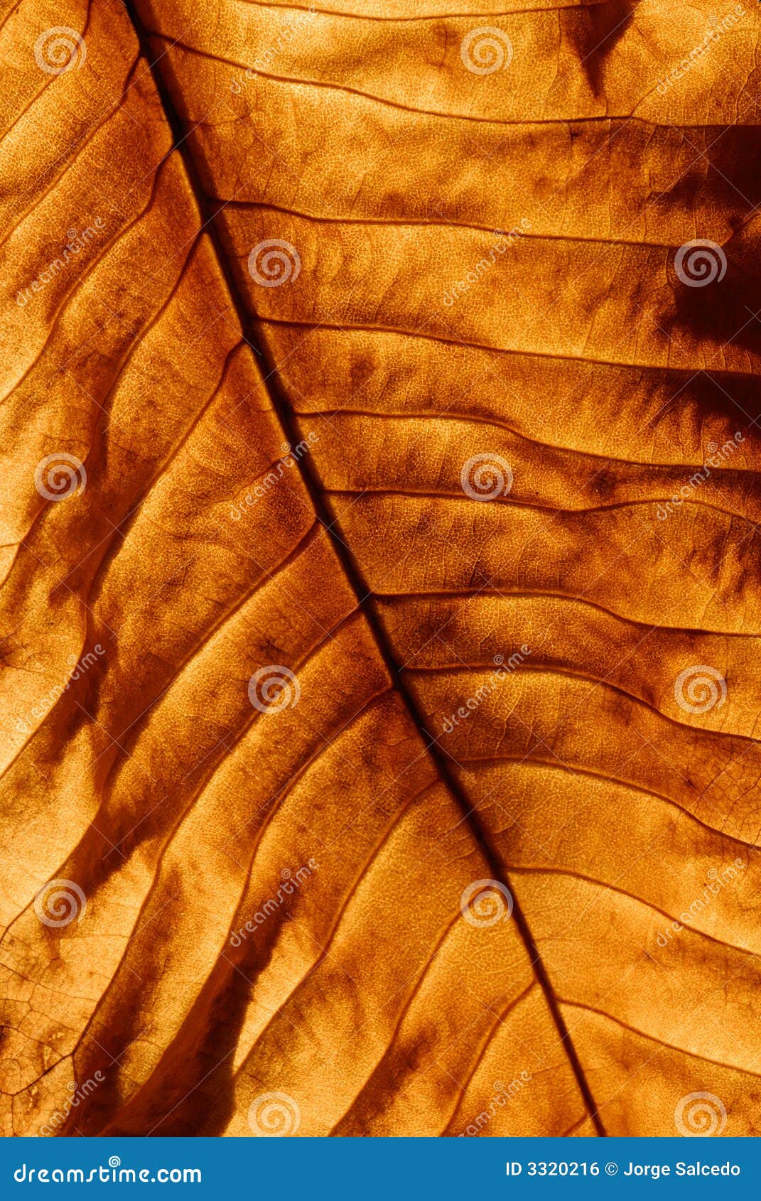Golden Leaf Royalty-Free Stock Photo | CartoonDealer.com #34931007