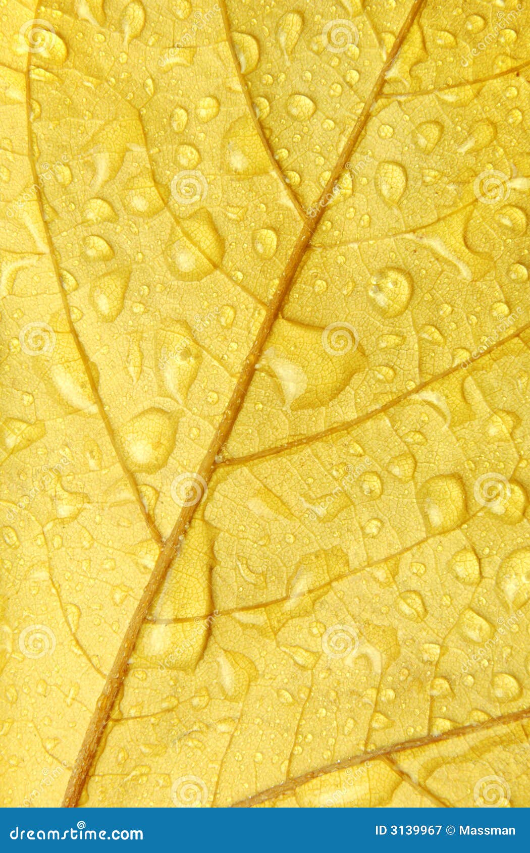 Golden Leaf Royalty-Free Stock Photo | CartoonDealer.com #34931007