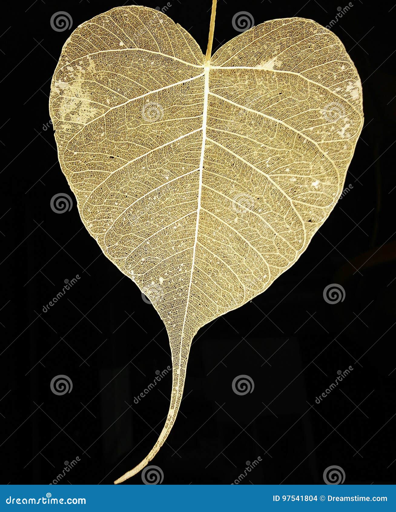 Golden leaf stock photo. Image of arasamaram, lovely - 97541804