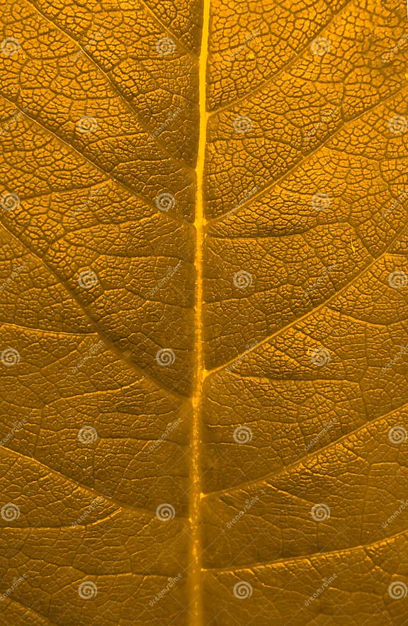 Golden leaf texture stock photo. Image of smooth, nature - 311719850