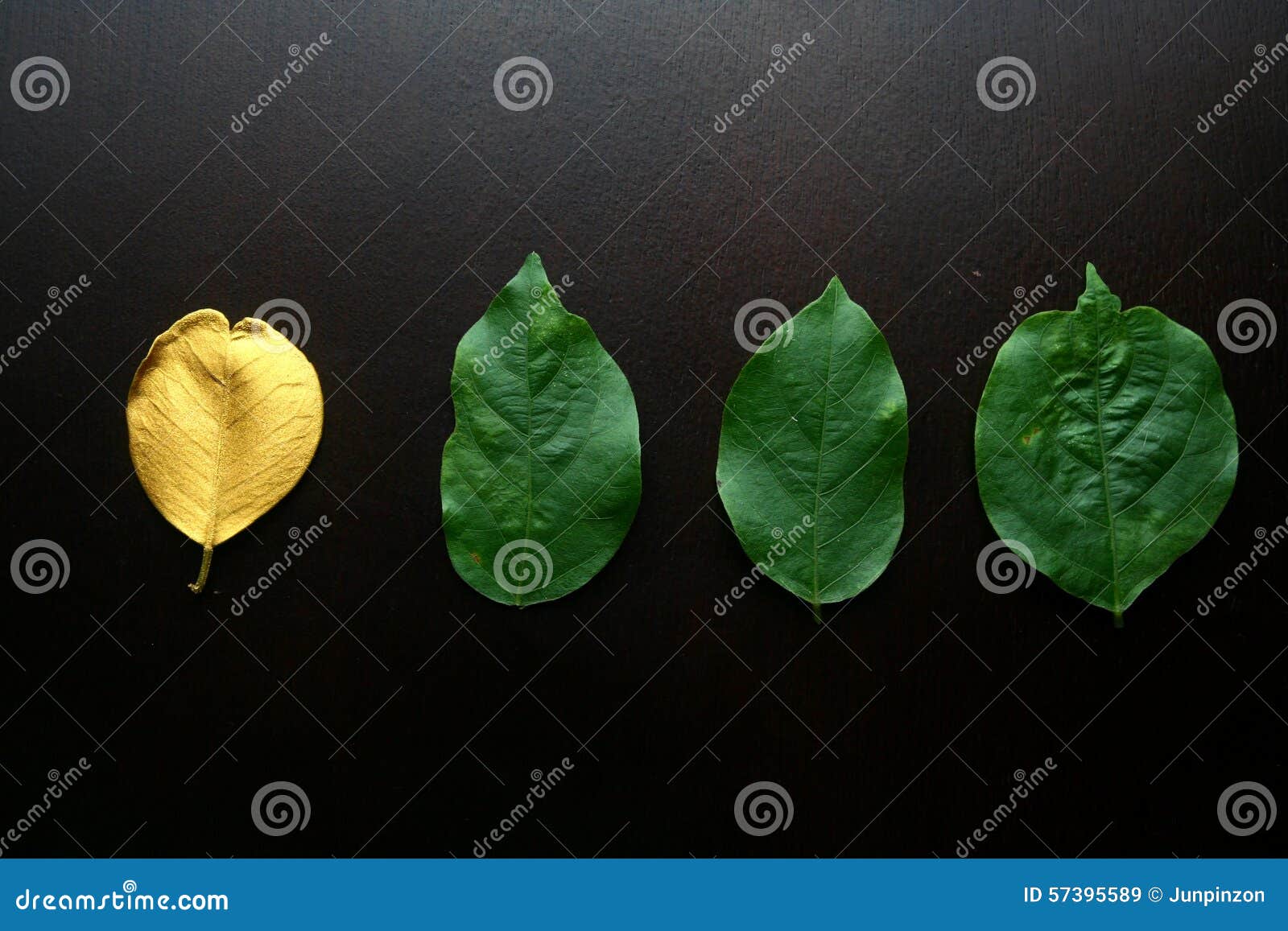 Golden Leaf and Three Ordinary Green Leaves Stock Image - Image of ...