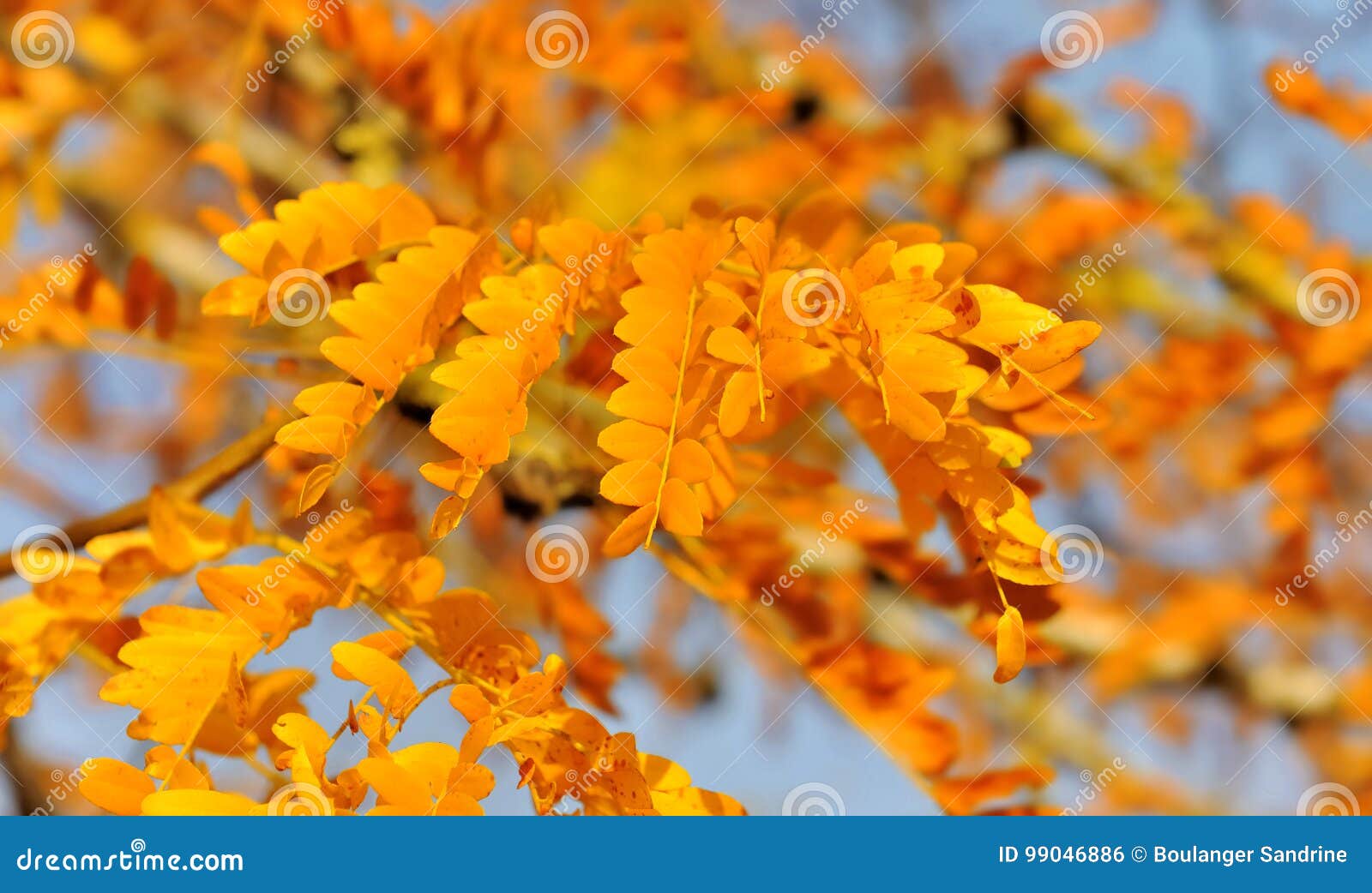 Golden leaf of a tree stock photo. Image of golden, leaf - 99046886