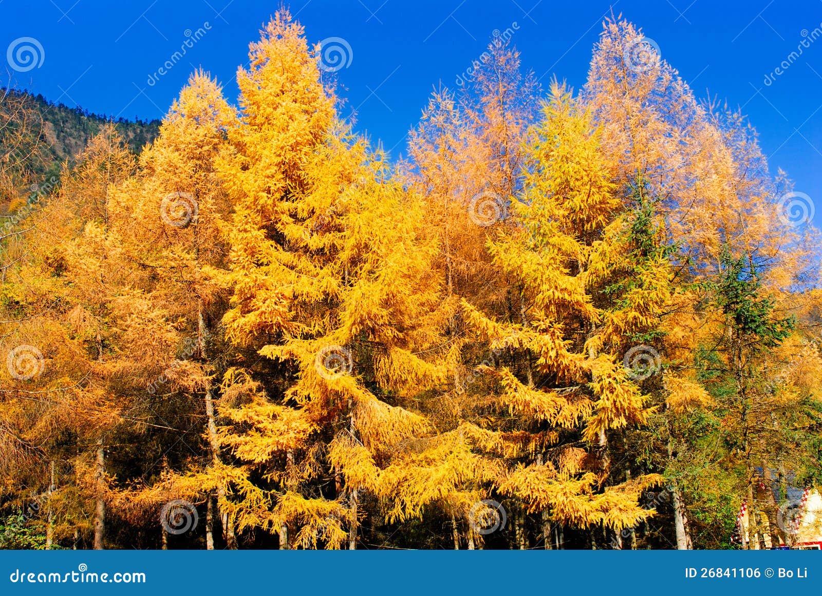 Golden Larch stock photo. Image of nature, hide, landscape - 26841106