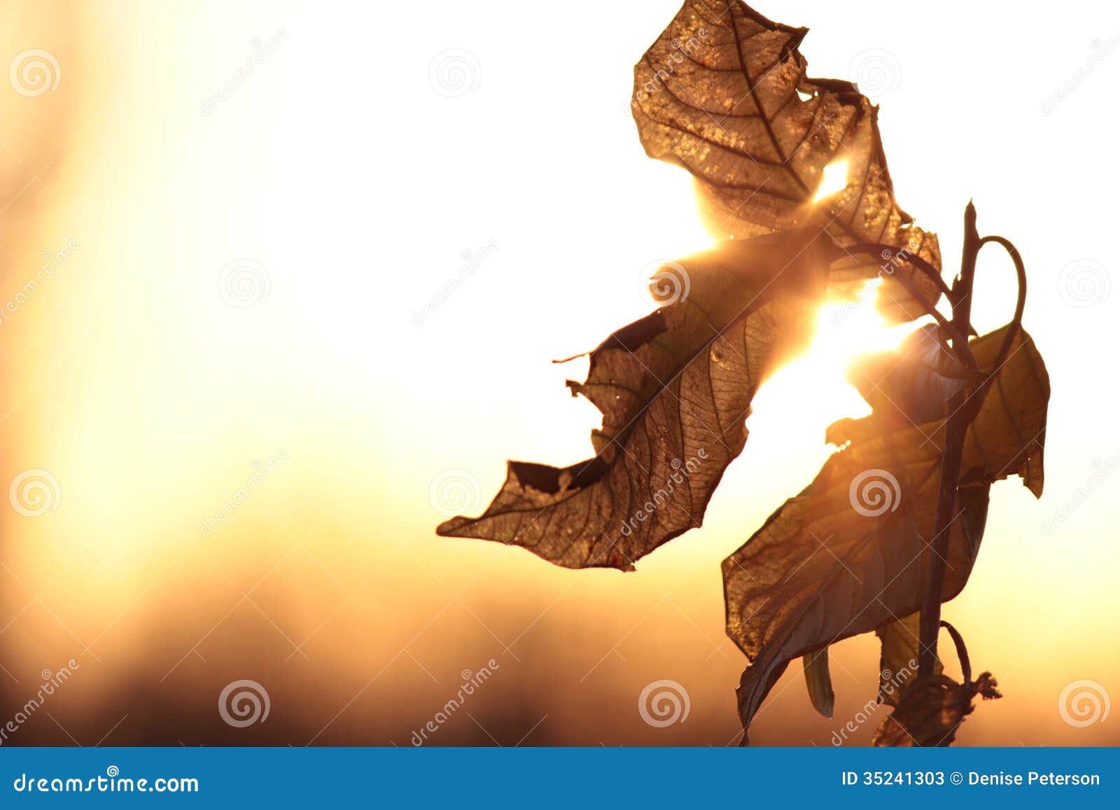 Autumn leaves at sunset stock image. Image of scenic - 35241303