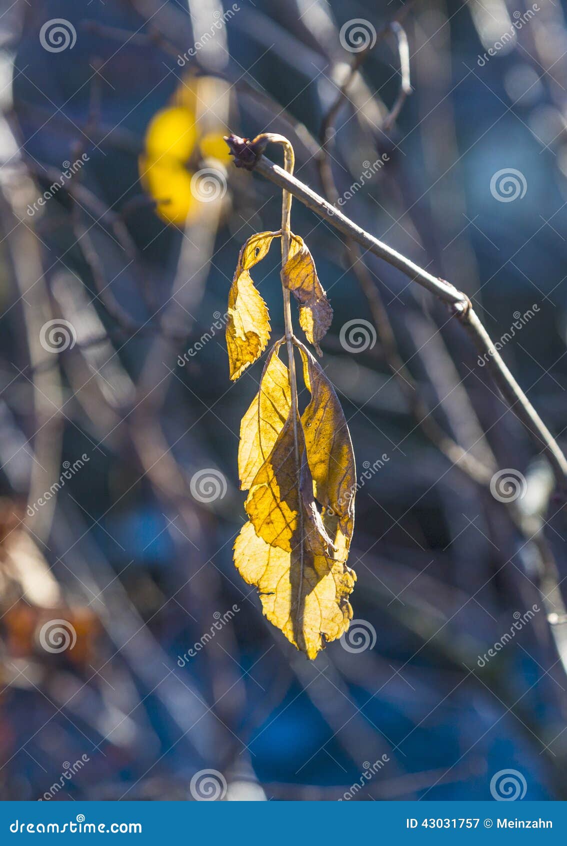 Golden leaves in autumn stock image. Image of autumn - 43031757