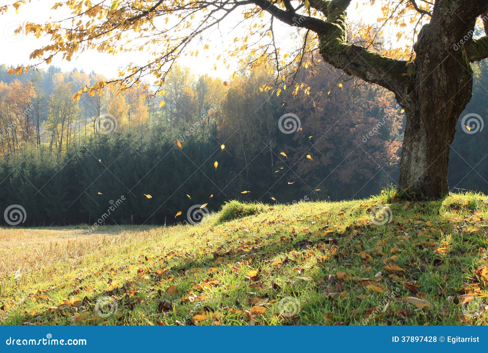 Golden leaves fall down stock photo. Image of grass, horizon - 37897428