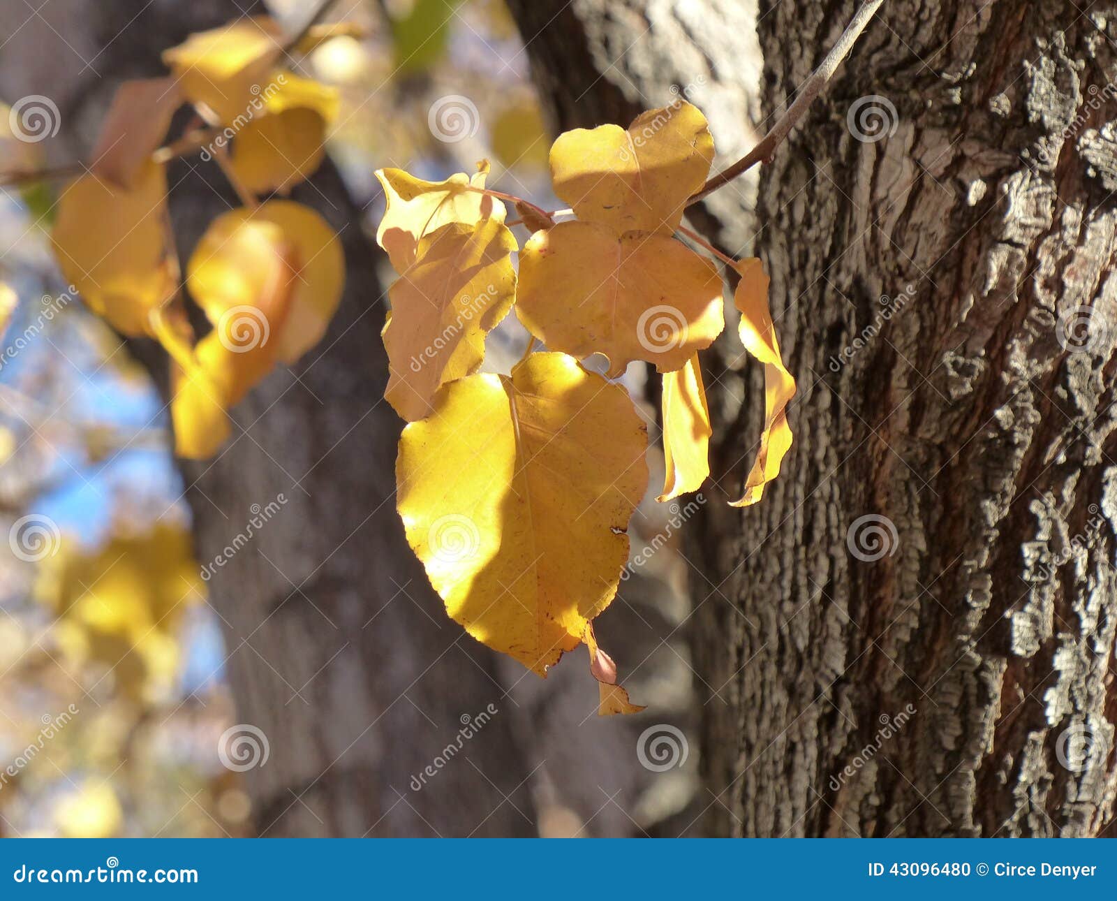 Golden Leaves of Fall Closeup with Rough Tree Bark Stock Photo - Image ...
