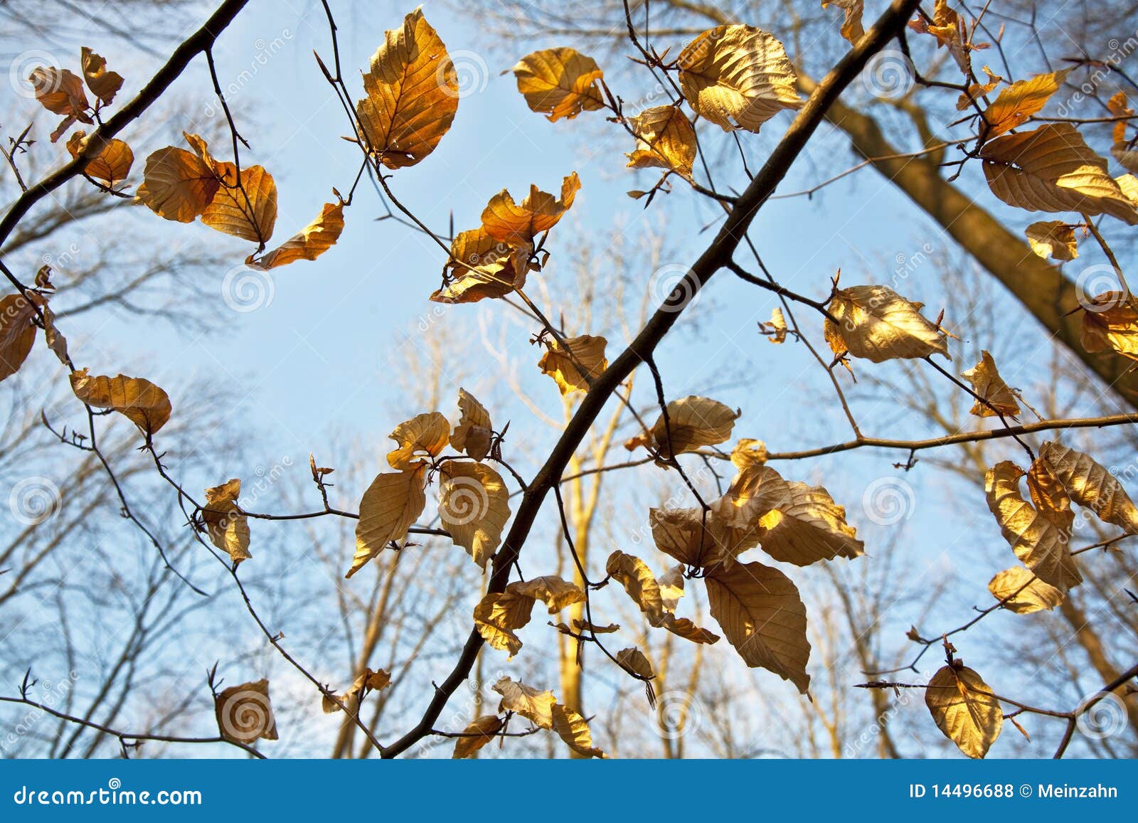 Golden leaves at the tree stock photo. Image of detail - 14496688