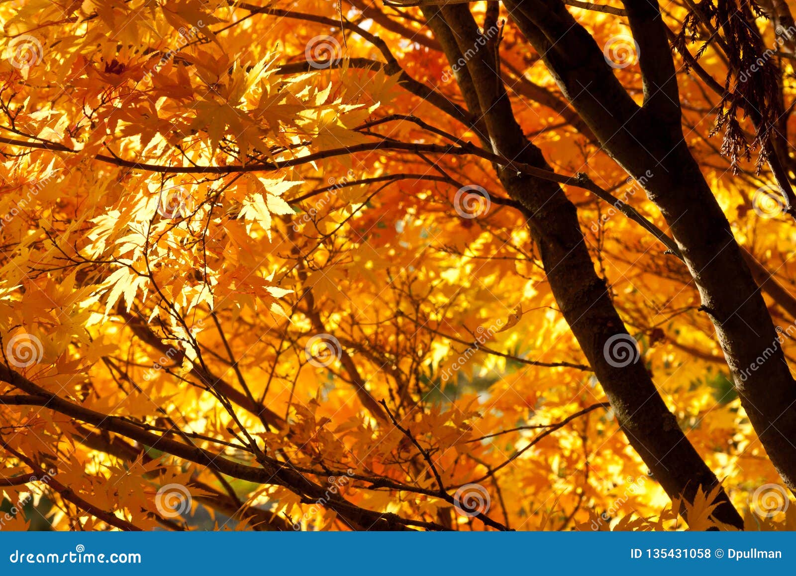Golden leaves on a tree stock photo. Image of golden - 135431058