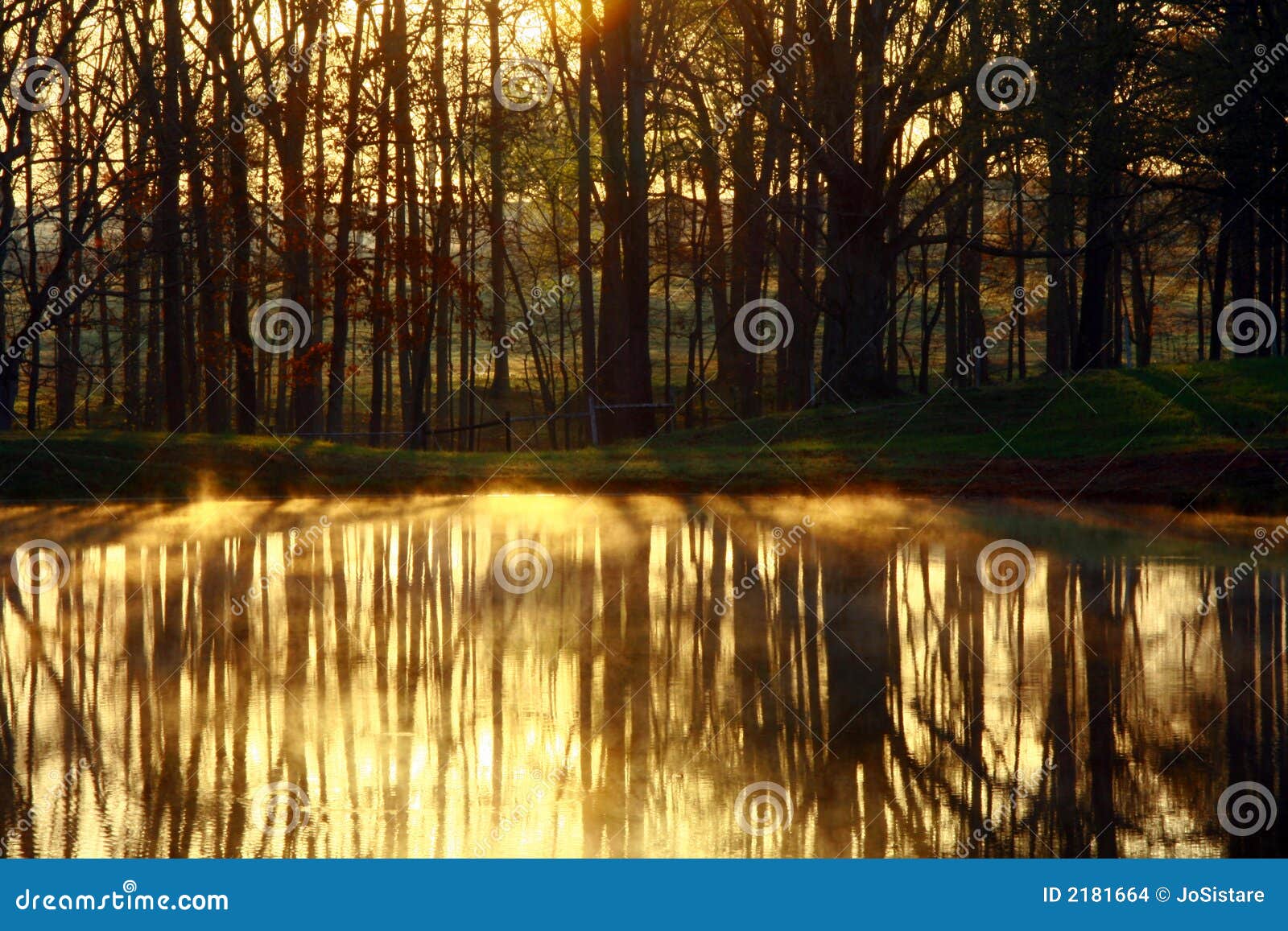 Golden Light stock photo. Image of botanical, landscape - 2181664